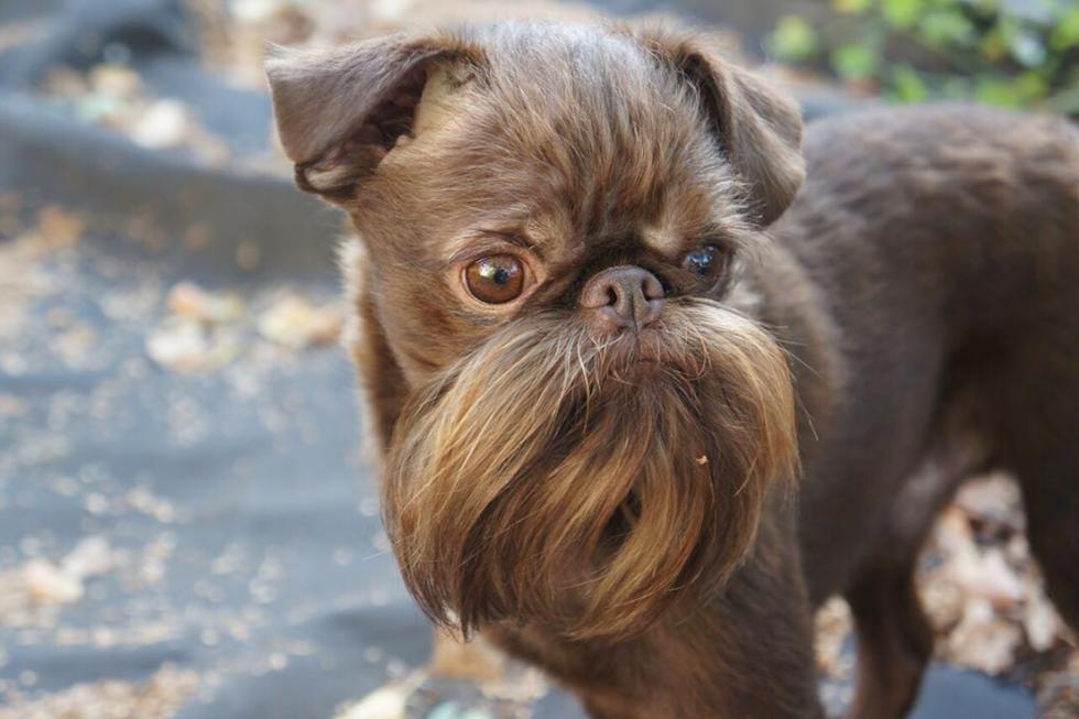Instagram viral | Nuts, el perrito con la barba más larga y mejor ...