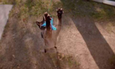 YouTube | Gato es grabado saltando en cámara lenta y miles quedan ...