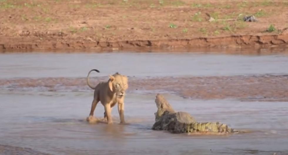 Off Side: Viral | Facebook | León y cocodrilo protagonizan intensa pelea que tuv | NOTICIAS ...